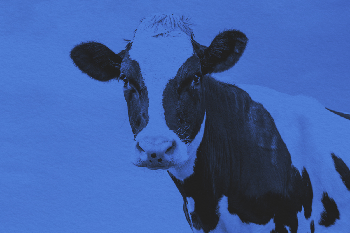 How Do Animal Sounds Change Between Languages? - Word Smarts