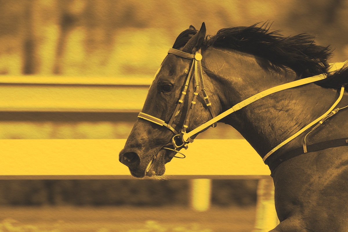 Why Is It Called a ‘Dark Horse’? - Word Smarts